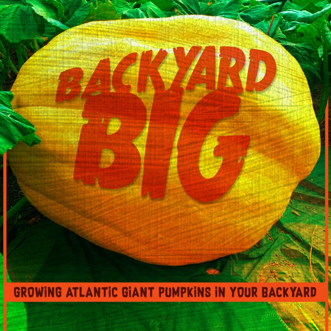 Backyard Big: Growing Atlantic Giant Pumpkins in Your Backyard – Missy ...